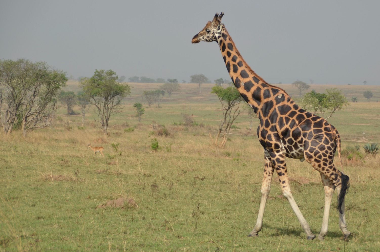 Wild spotten in en langs de Nijl - Reizen langs Rivieren